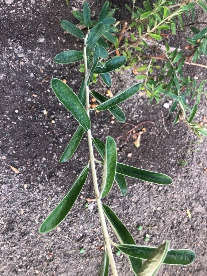 Buddleja incana – Chem