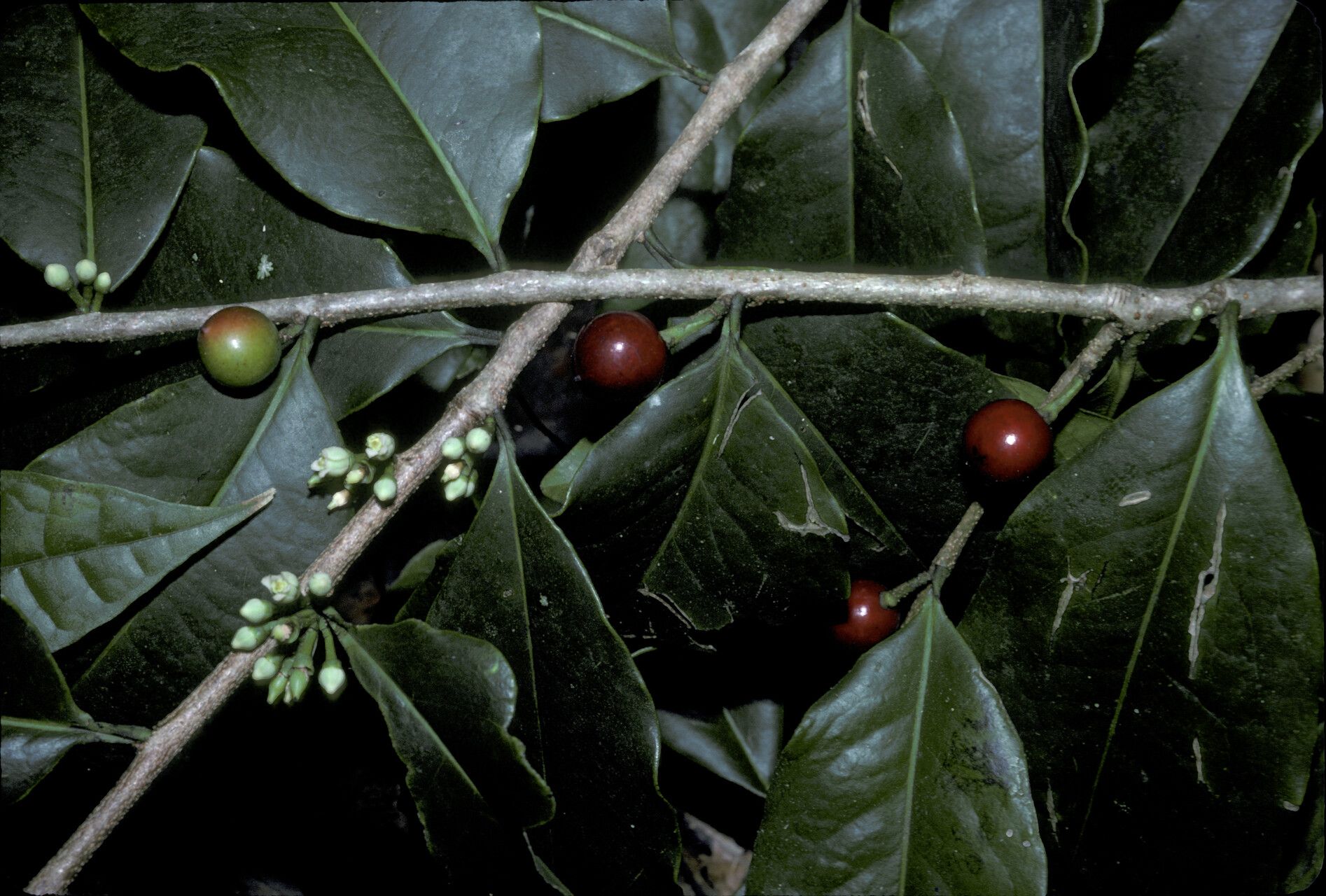 Cinnamodendron tenuifolium – Chem