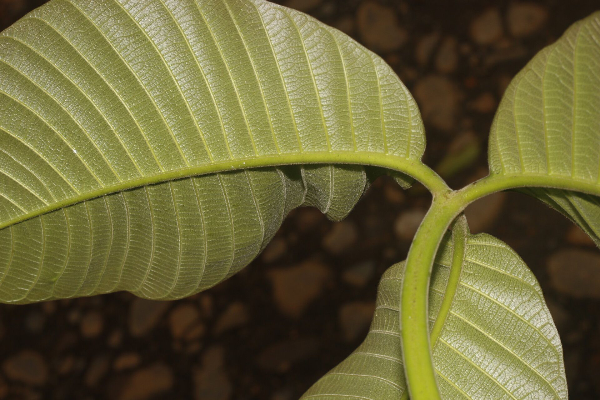 Couma macrocarpa - Chem