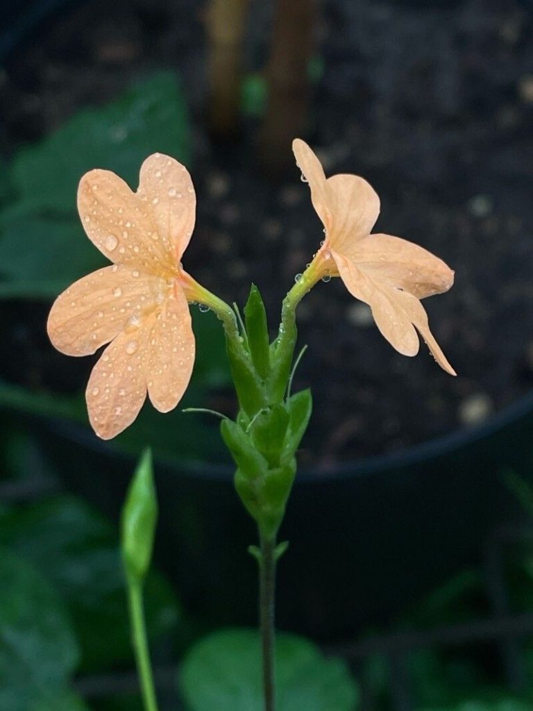 Crossandra puberula – Chem