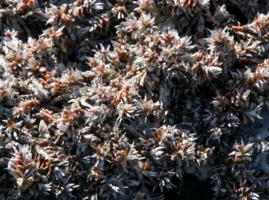 Paronychia cephalotes – Chem