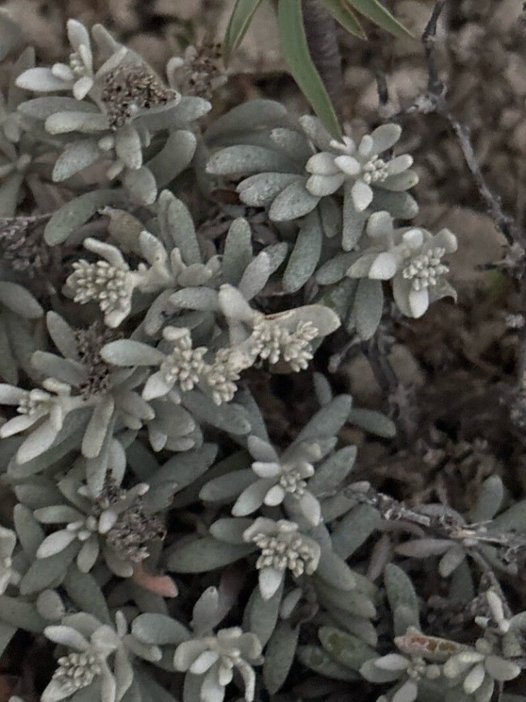 Polycarpaea nivea - Chem