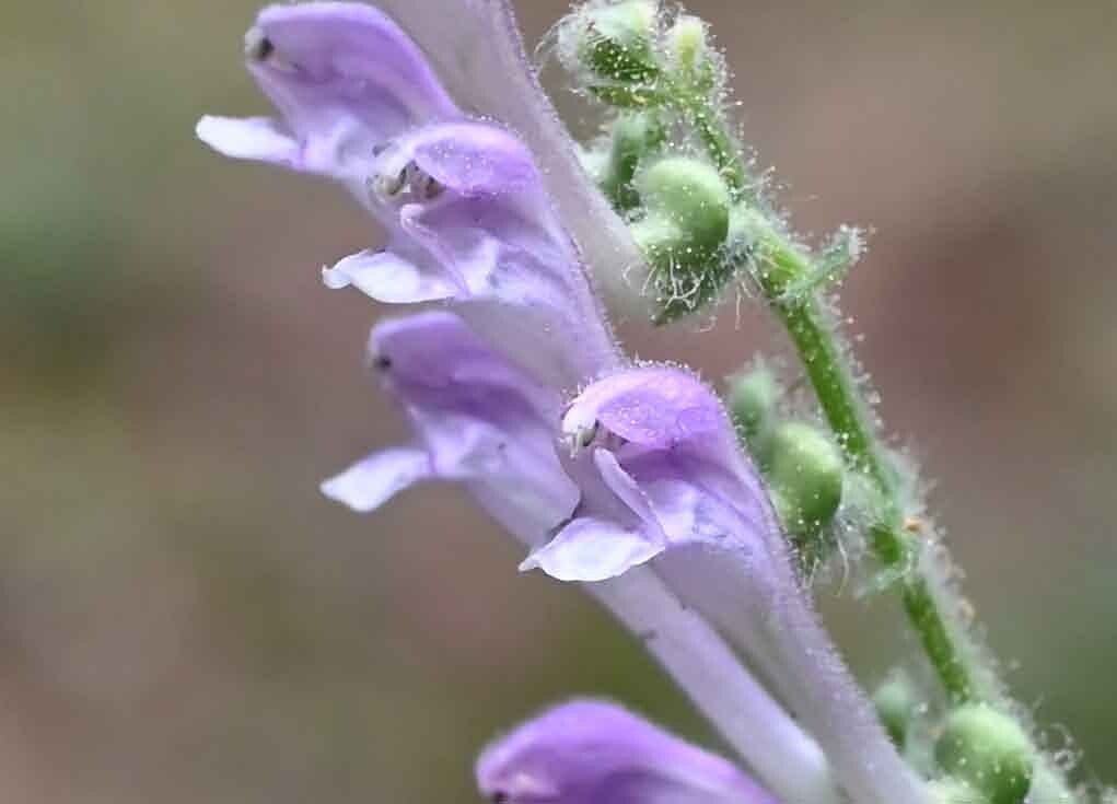 Scutellaria columnae - Chem