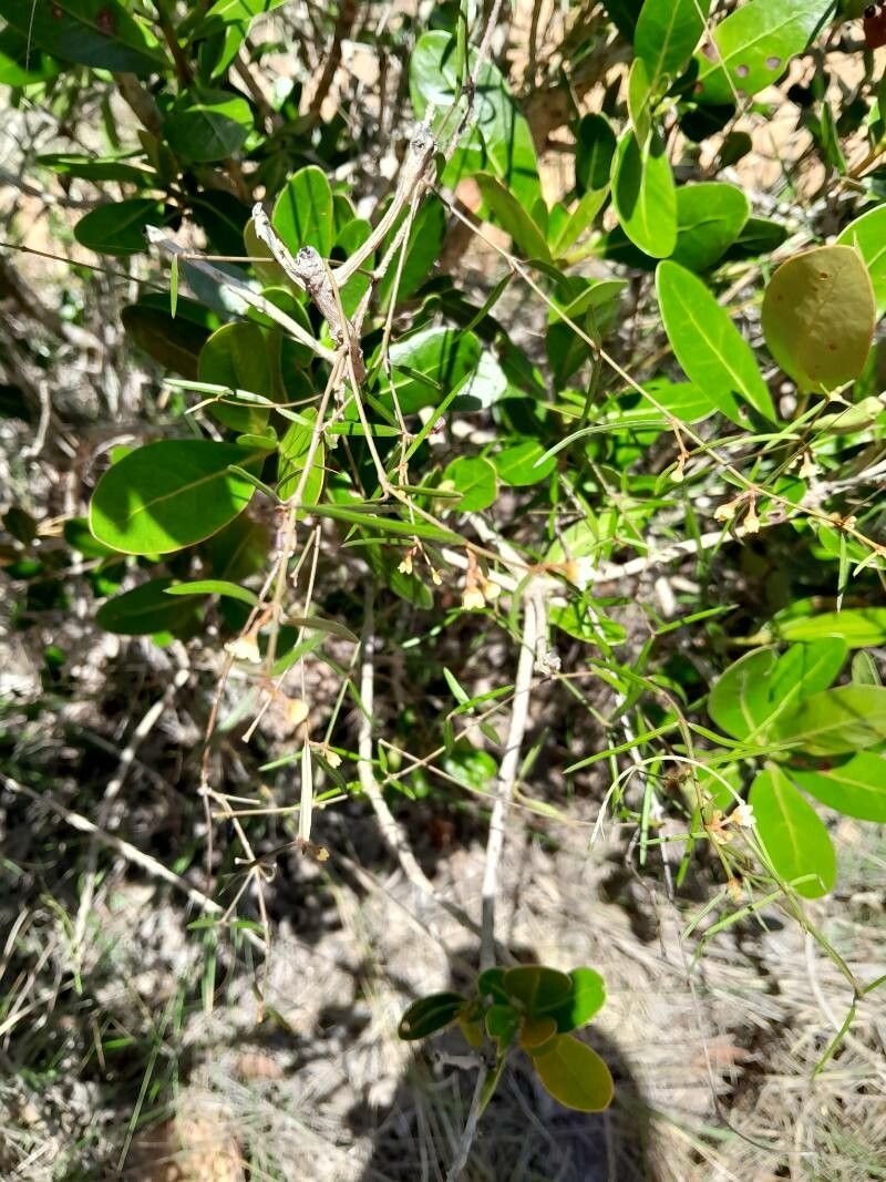 Secamone tenuifolia – Chem
