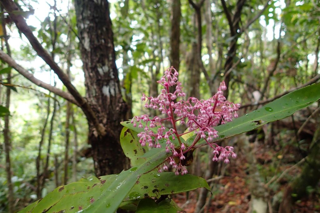 Tapeinosperma sessilifolium – Chem