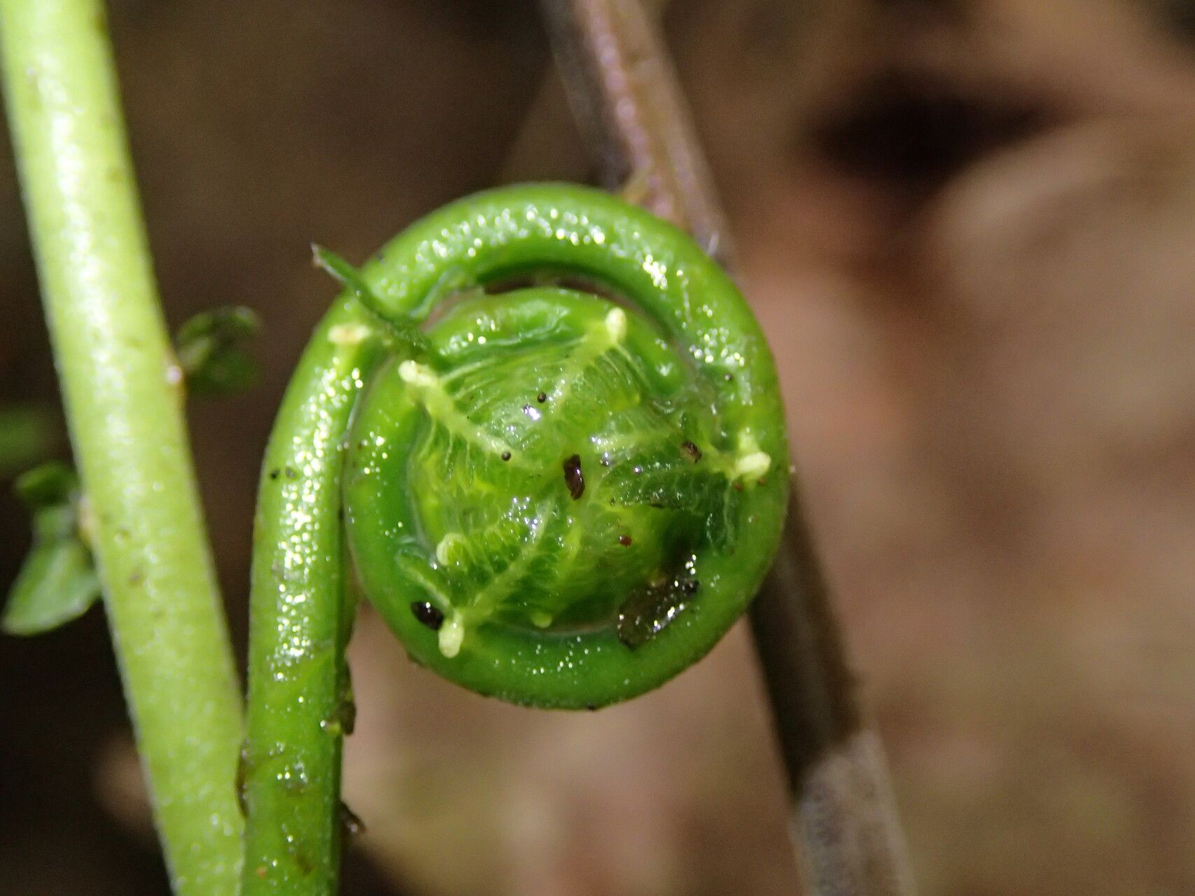 Thelypteris bergiana – Chem