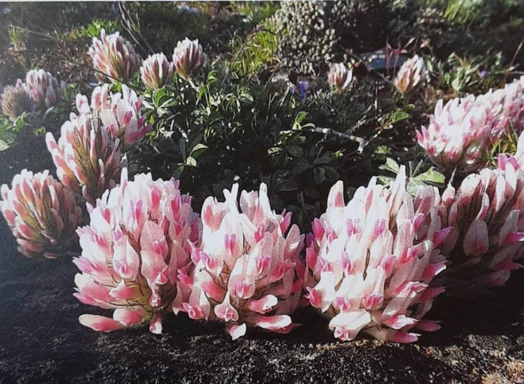 Trifolium macrocephalum – Chem