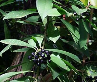 Ardisia humilis – Chem