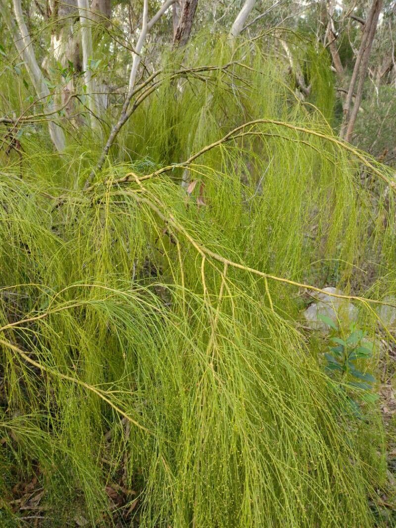 Exocarpos strictus – Chem