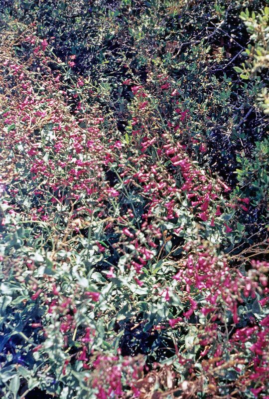 Penstemon clevelandii - Chem