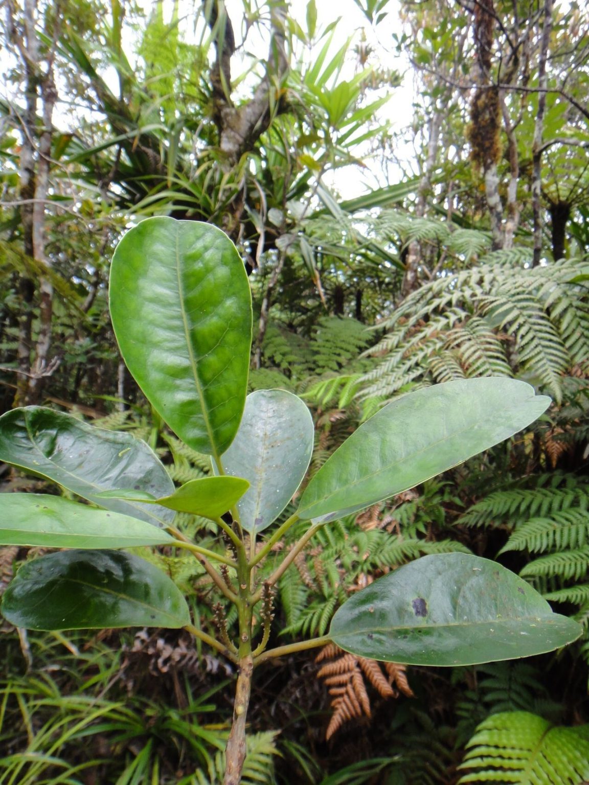 Polyosma spicata – Chem